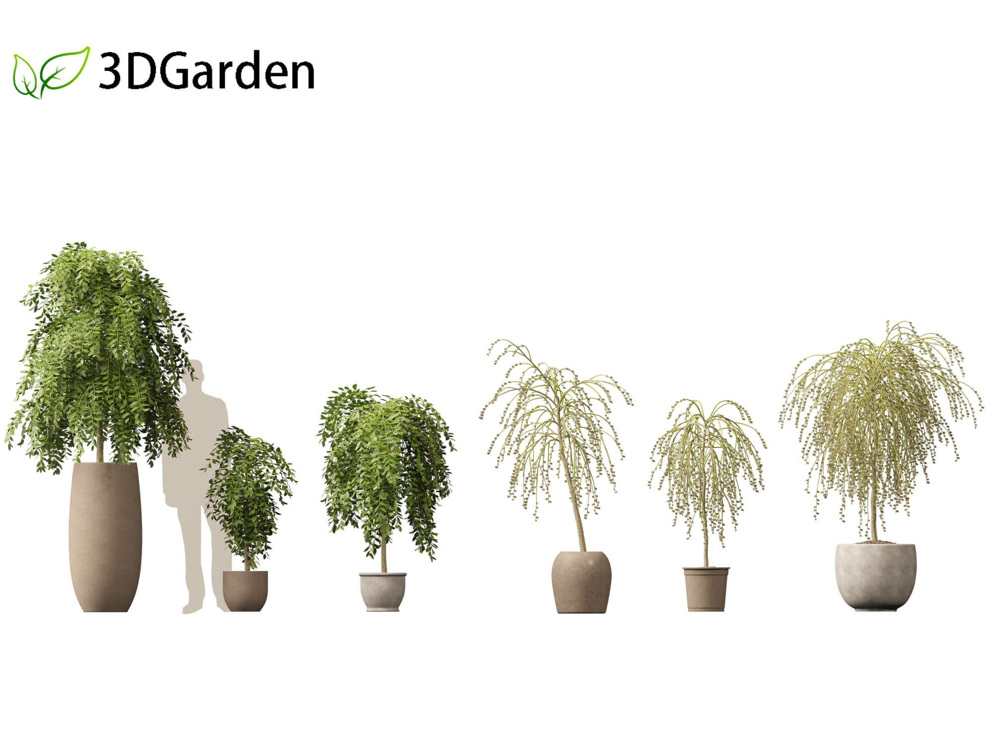 Salix Caprea 01 - 3D Model by 3dgardenplants