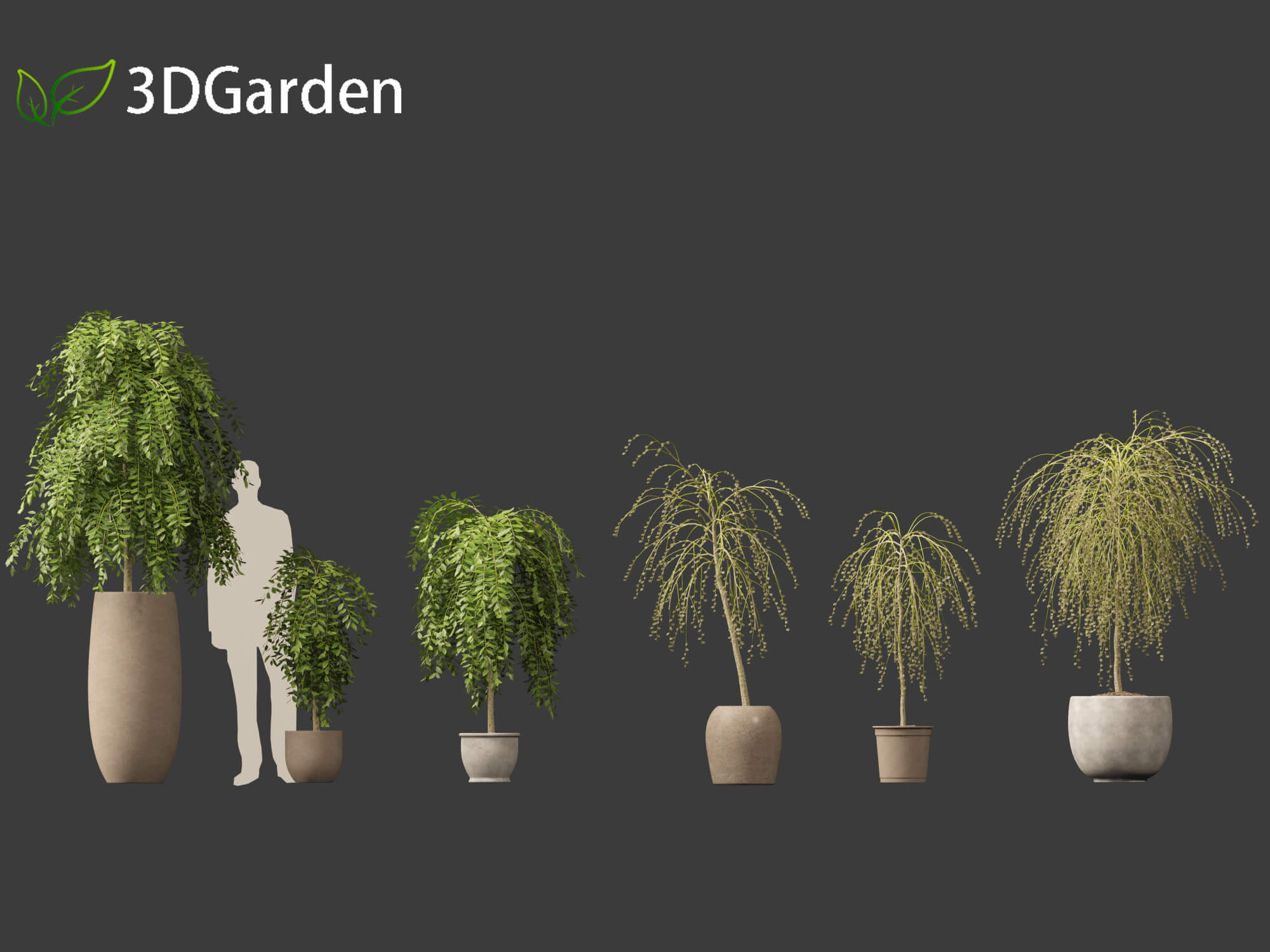 Salix Caprea 01 - 3D Model by 3dgardenplants