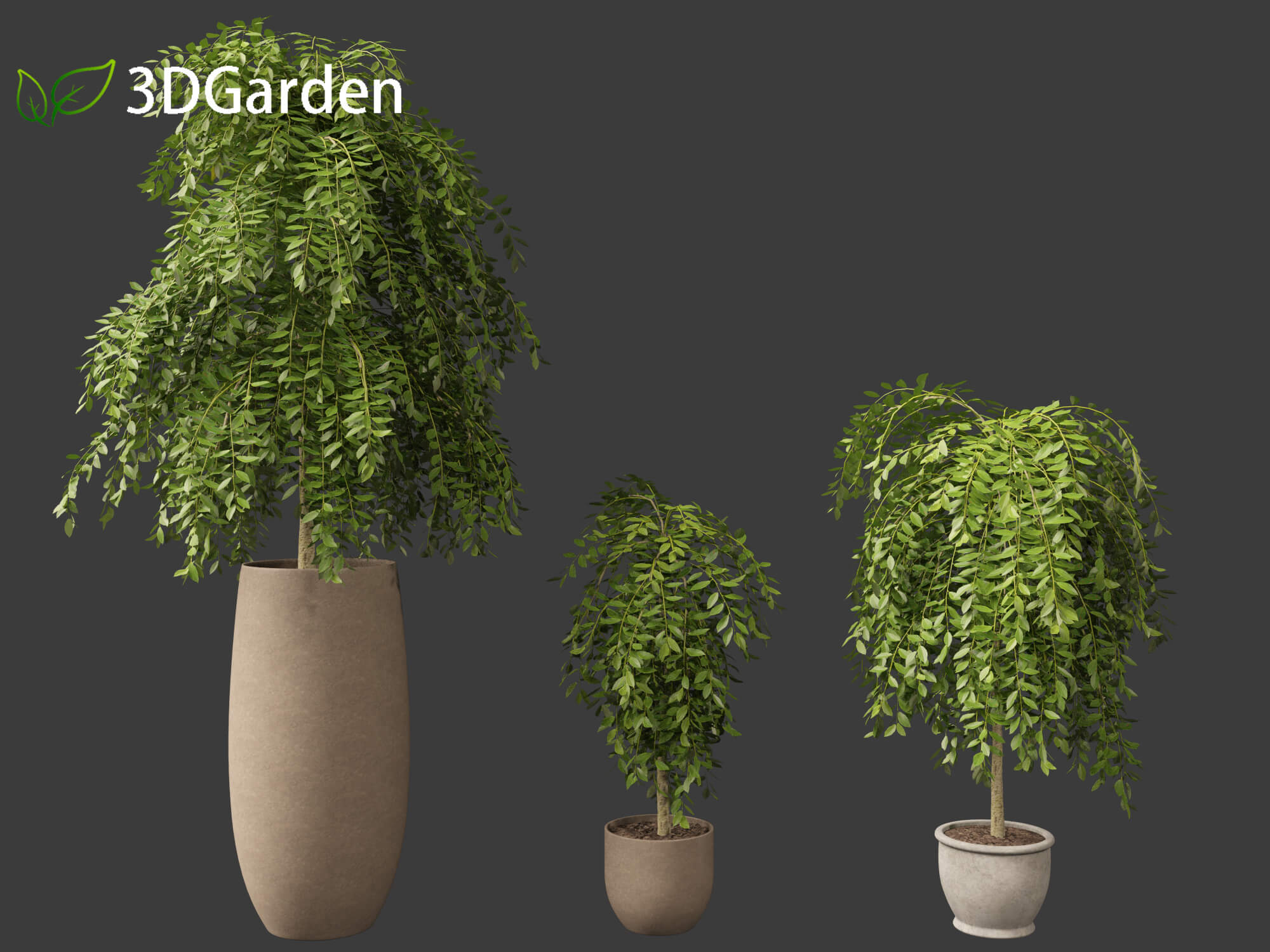 Salix Caprea 01 - 3D Model by 3dgardenplants