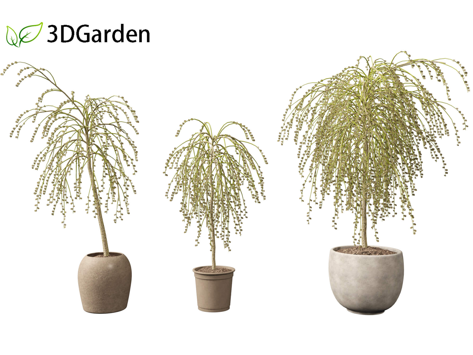 Salix Caprea 01 - 3D Model by 3dgardenplants