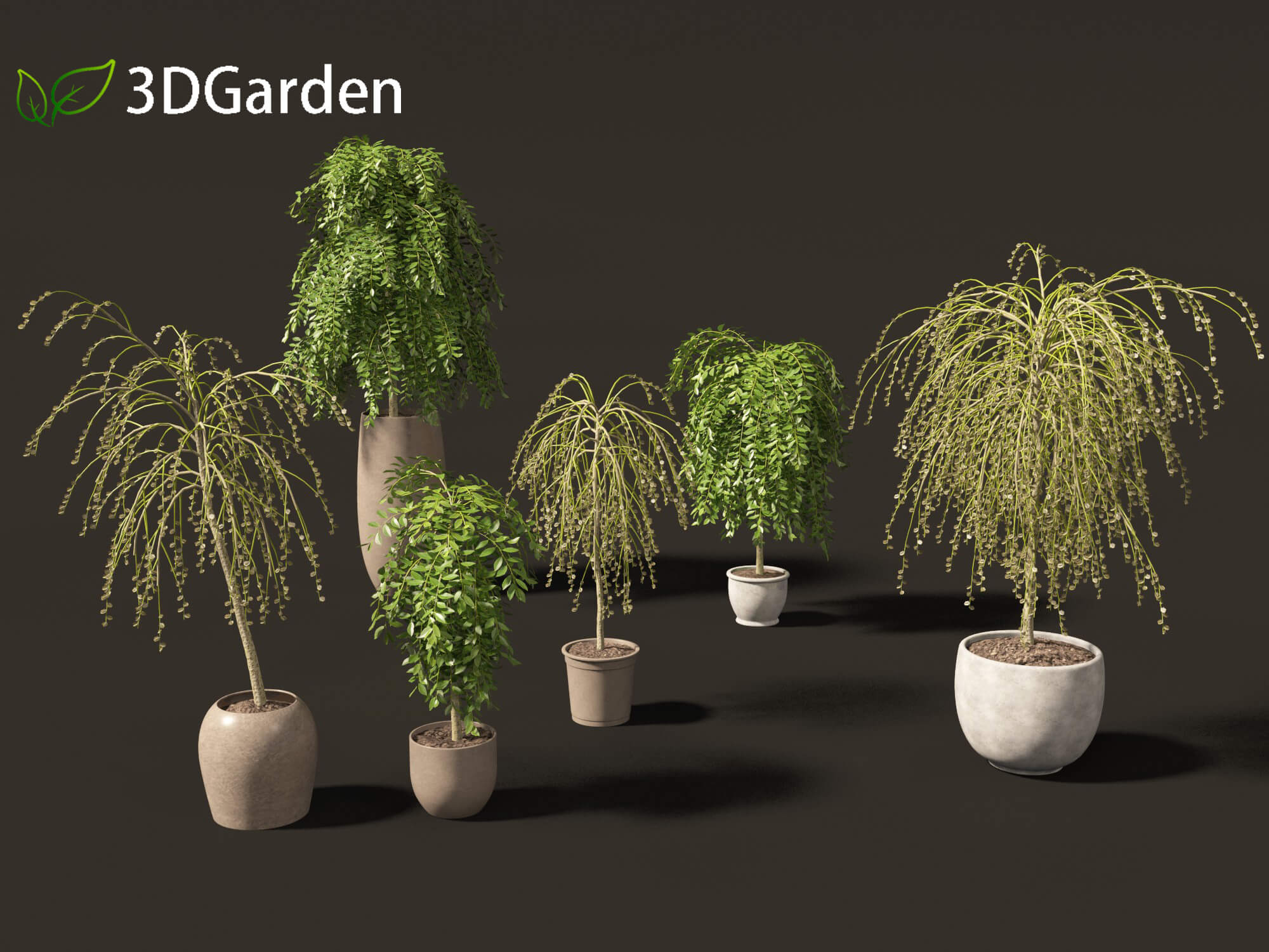 Salix Caprea 01 - 3D Model by 3dgardenplants