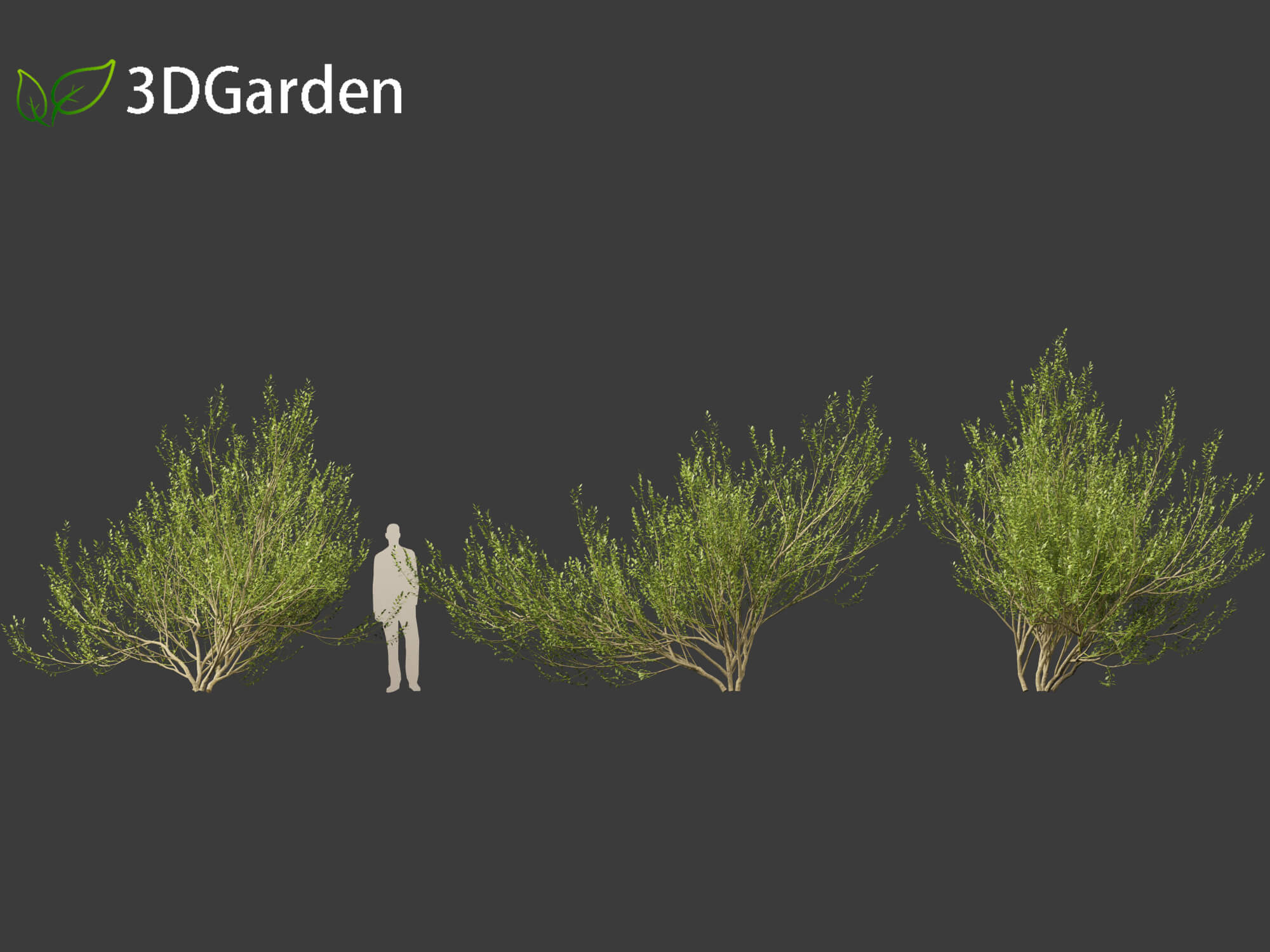Salix Caprea 02 - 3D Model by 3dgardenplants