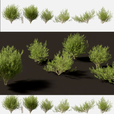 Salix Caprea 02 - 3D Model by 3dgardenplants