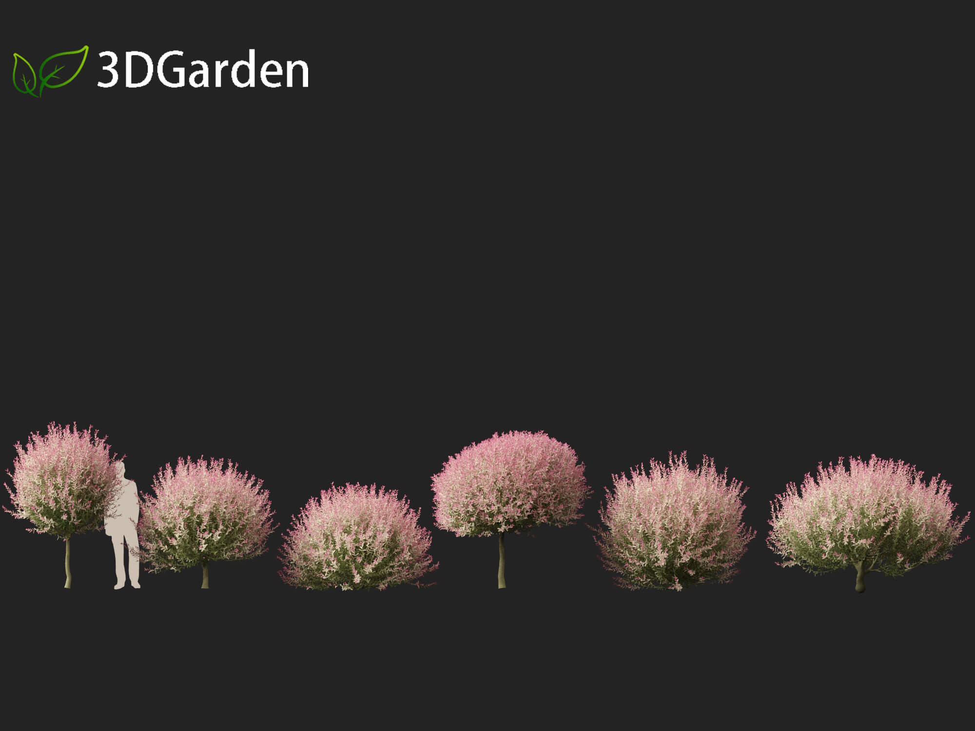 Salix Integra Hakuro-Nishiki - Dappled Japanese Willow 3D Model by ...