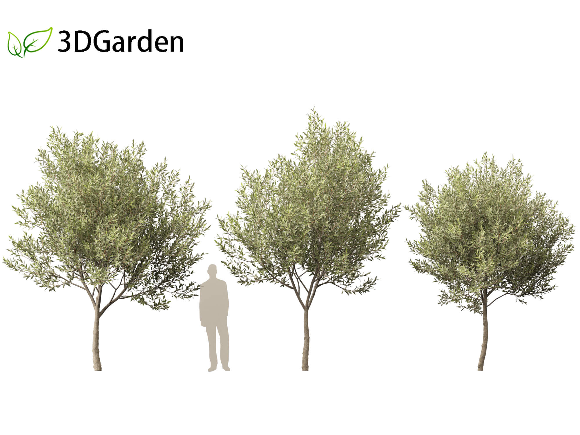 Salix Pentandra - The Bay Willow 01 3D Model by 3dgardenplants