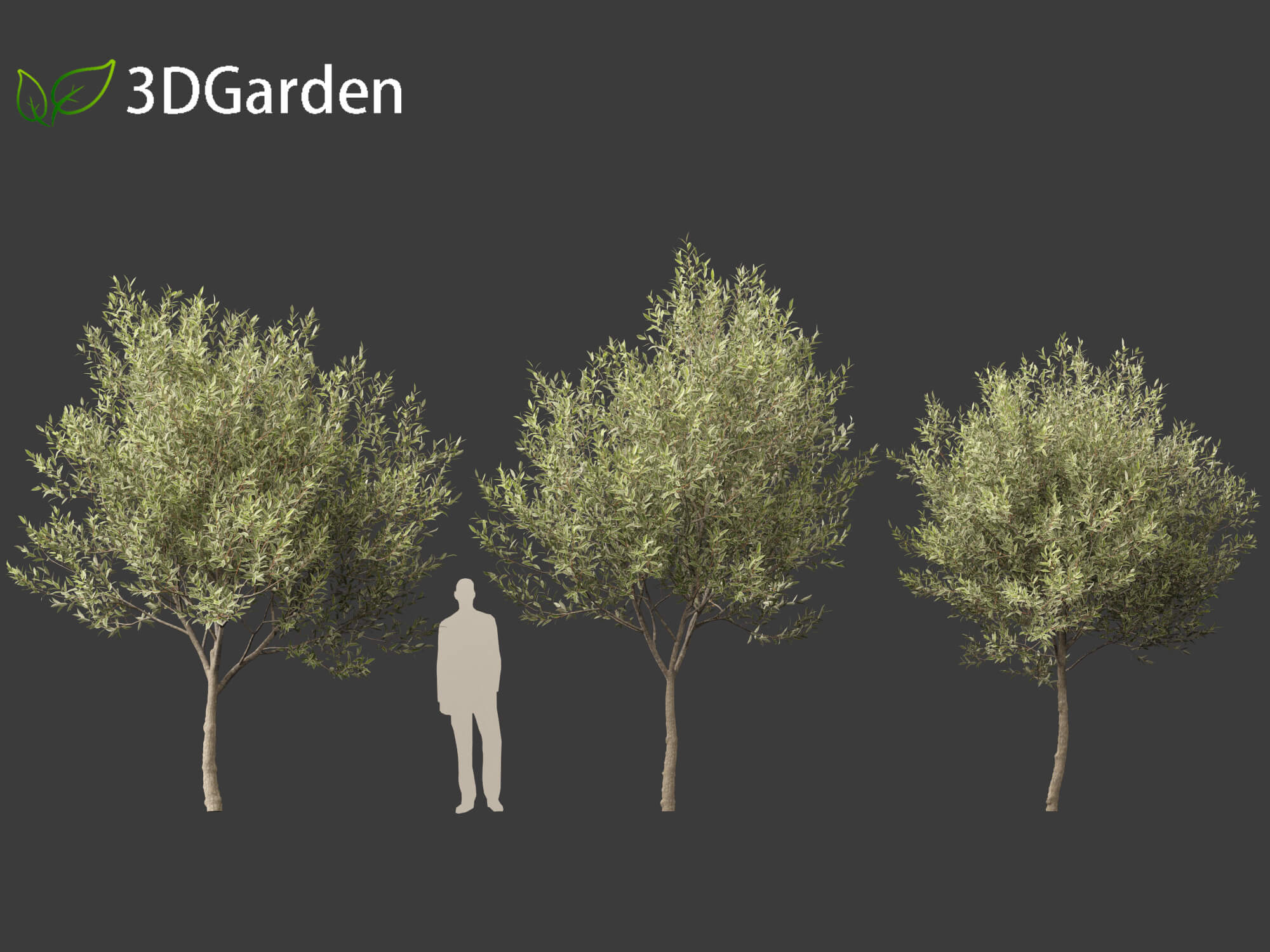 Salix Pentandra - The Bay Willow 01 3D Model by 3dgardenplants