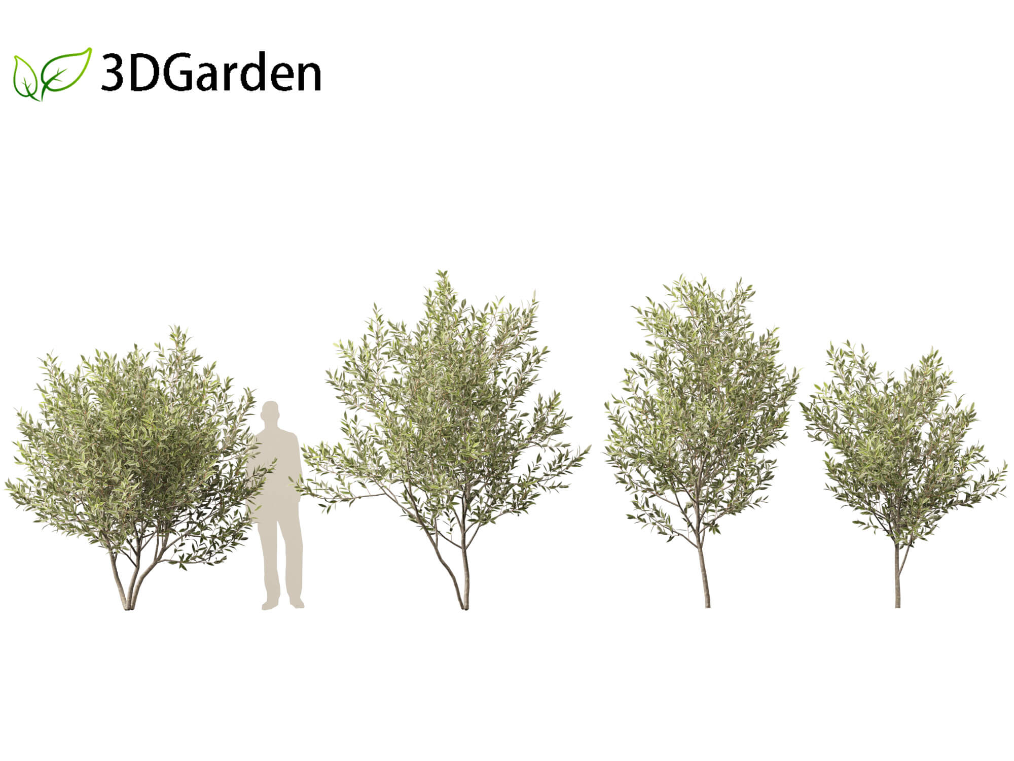 Salix Pentandra - The Bay Willow 01 3D Model by 3dgardenplants
