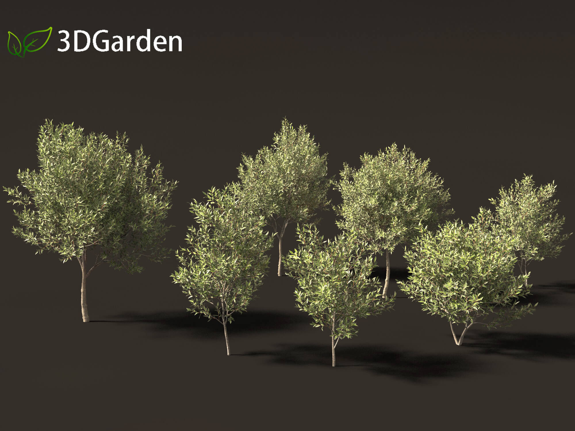 Salix Pentandra - The Bay Willow 01 3D Model by 3dgardenplants