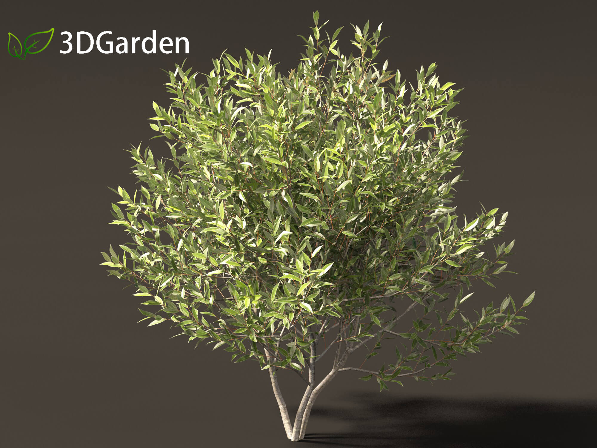 Salix Pentandra - The Bay Willow 01 3D Model by 3dgardenplants
