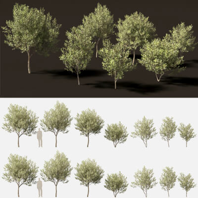 Salix Pentandra - The Bay Willow 01 3D Model by 3dgardenplants