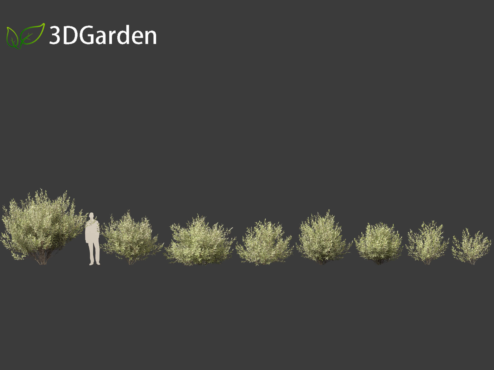 Salix Pentandra - The Bay Willow 02 3D Model by 3dgardenplants