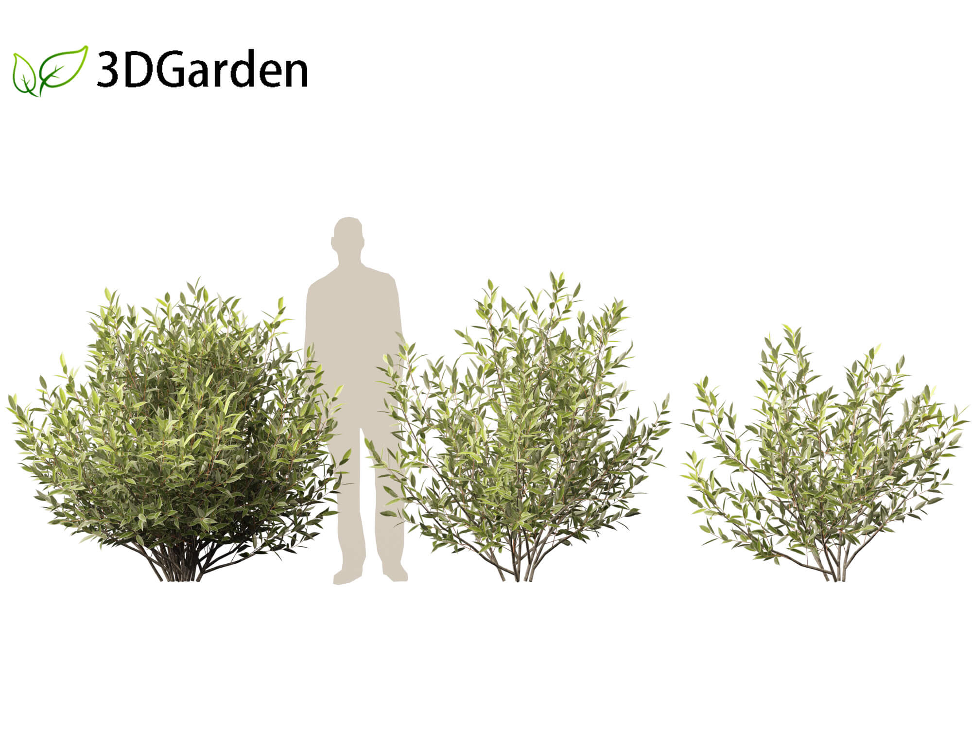Salix Pentandra - The Bay Willow 02 3D Model by 3dgardenplants