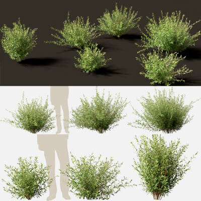 Salix Pentandra - The Bay Willow 02 3D Model by 3dgardenplants