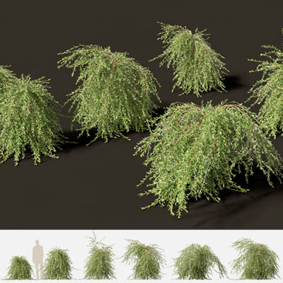 High Poly Models | Plants | Willow Trees | RenderHub