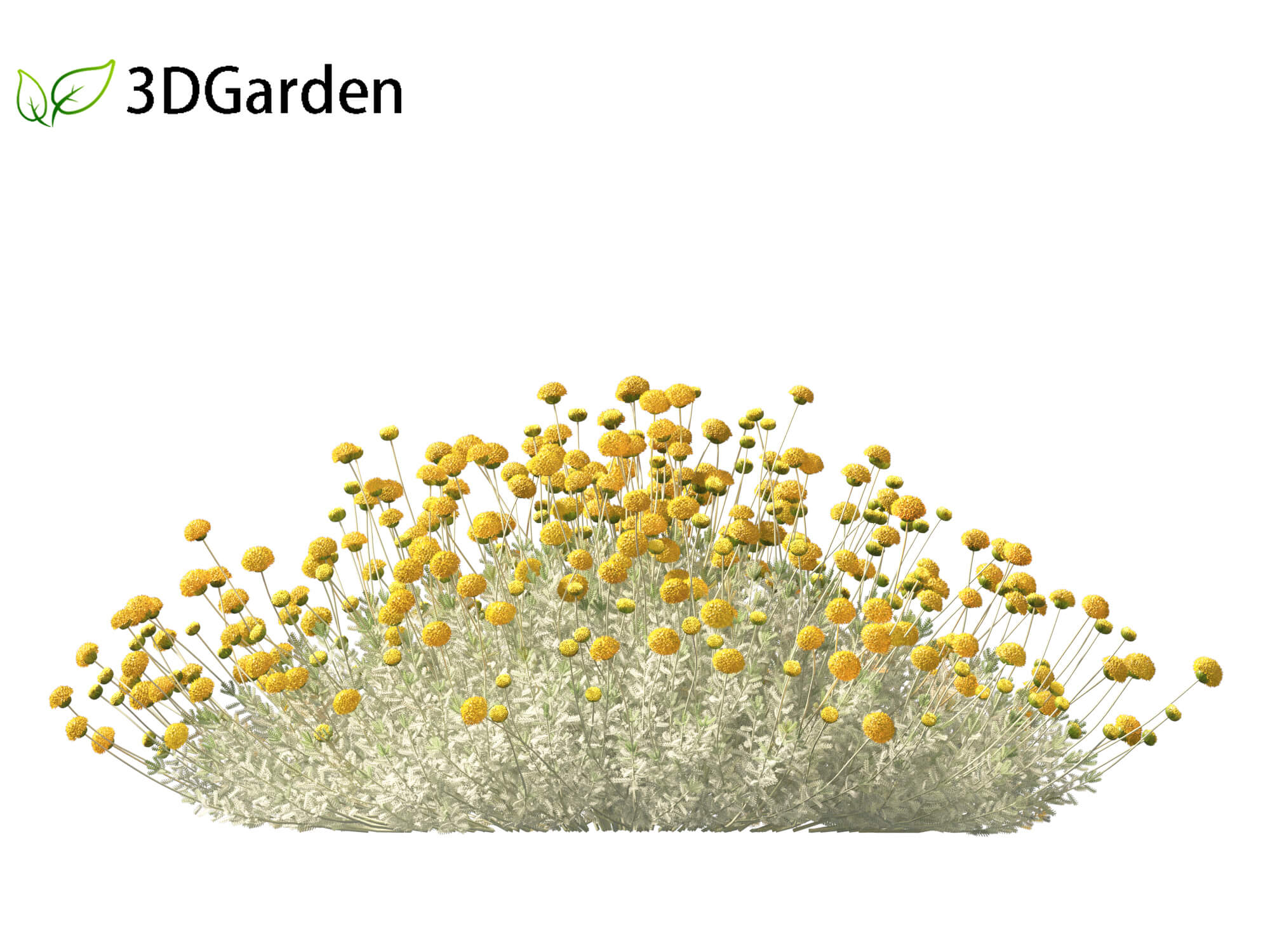 Santolina Chamaecyparissus - Cotton Lavender 3D Model by 3dgardenplants