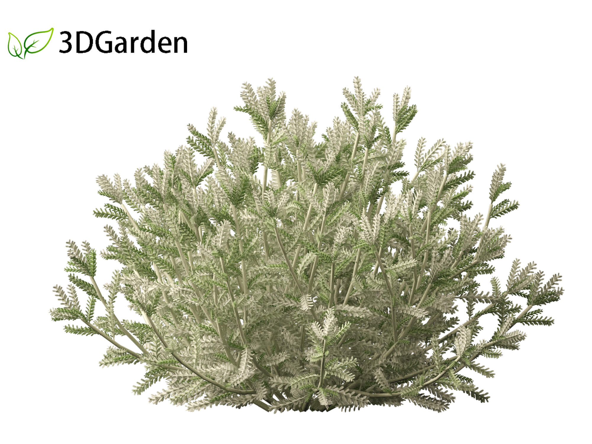 Santolina Chamaecyparissus - Cotton Lavender 3D Model by 3dgardenplants