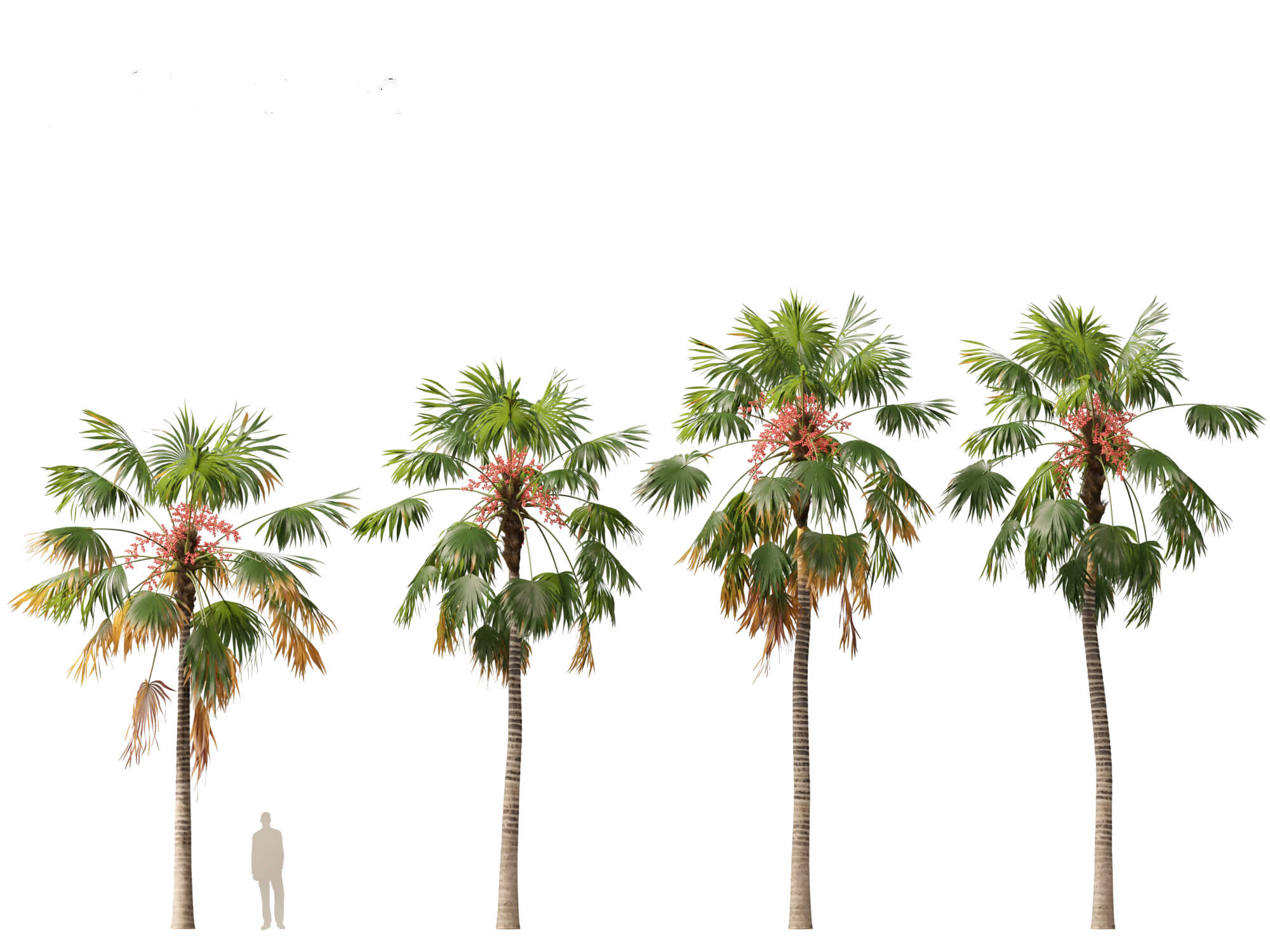 Saribus Rotundifolius - Footstool Palm 3D Model by 3dgardenplants