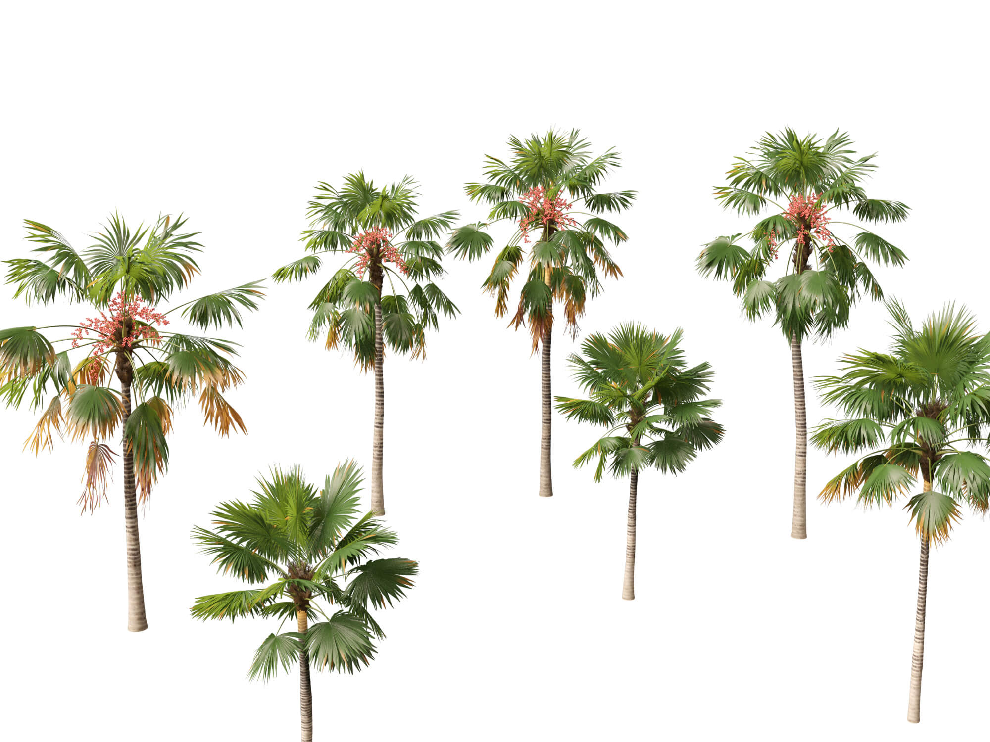 Saribus Rotundifolius - Footstool Palm 3D Model by 3dgardenplants