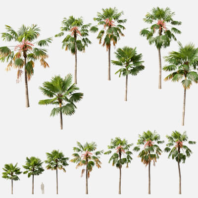 Saribus Rotundifolius - Footstool Palm 3D Model by 3dgardenplants