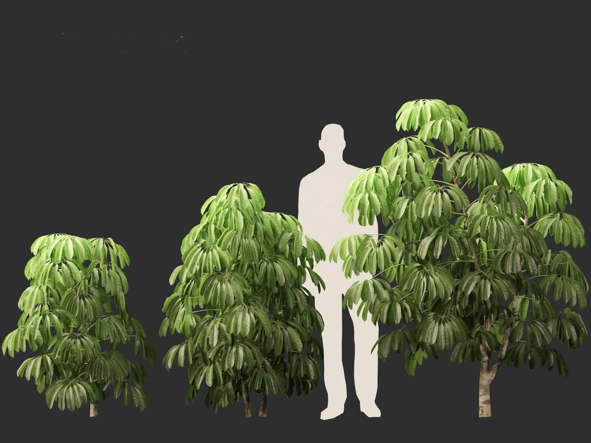 Schefflera Actinophylla - Umbrella Tree 3D Model by 3dgardenplants