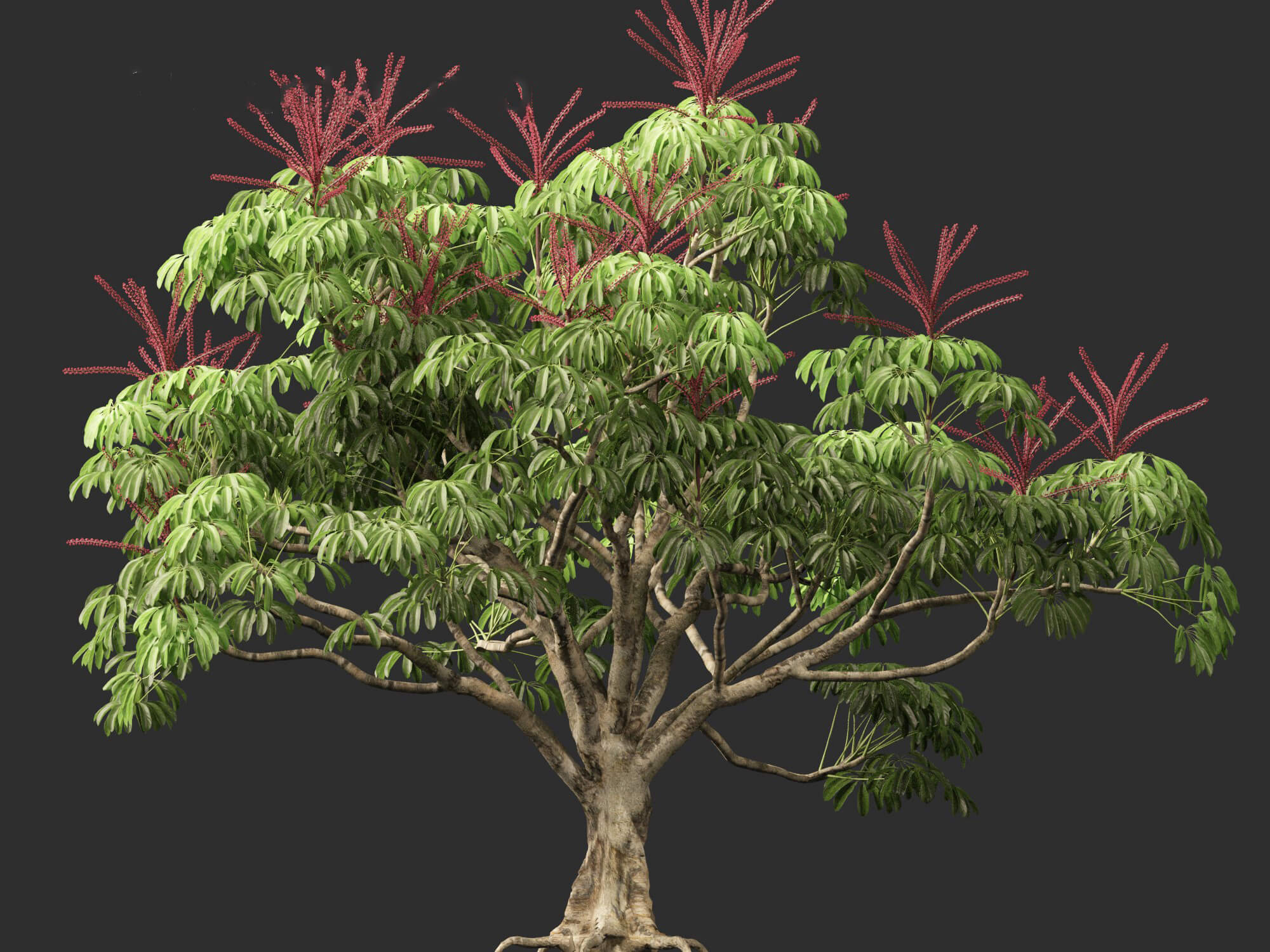 Schefflera Actinophylla - Umbrella Tree 3D Model by 3dgardenplants