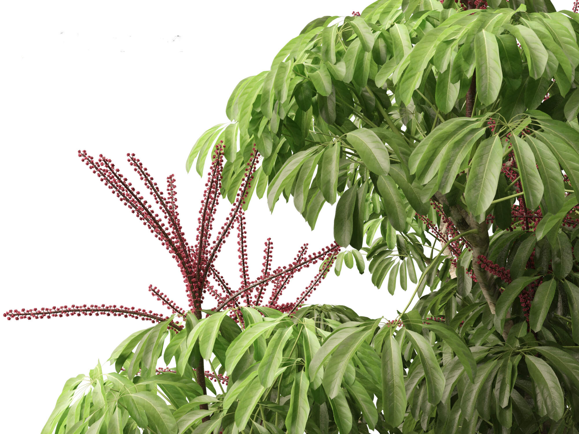Schefflera Actinophylla - Umbrella Tree 3D Model by 3dgardenplants