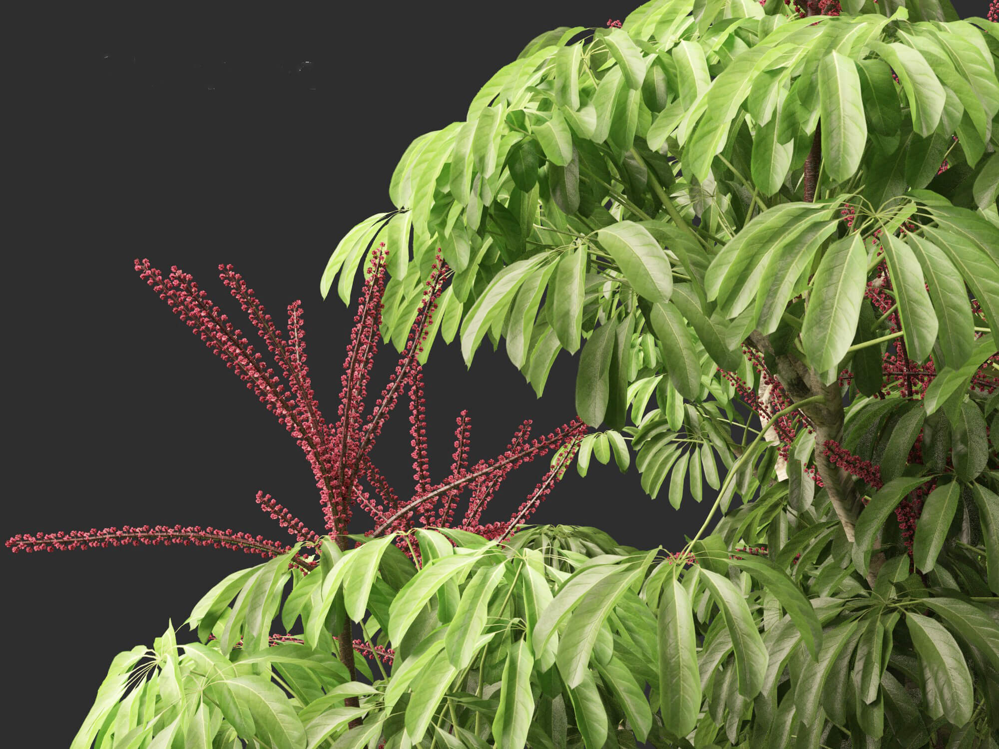 Schefflera Actinophylla - Umbrella Tree 3D Model by 3dgardenplants