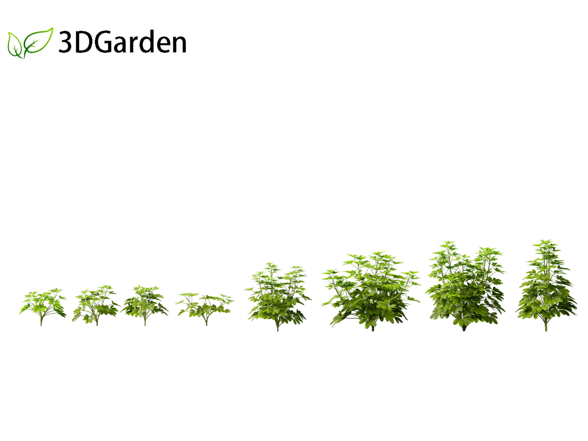 Schefflera Octophylla - Umbrella Plant 01 3D Model by 3dgardenplants