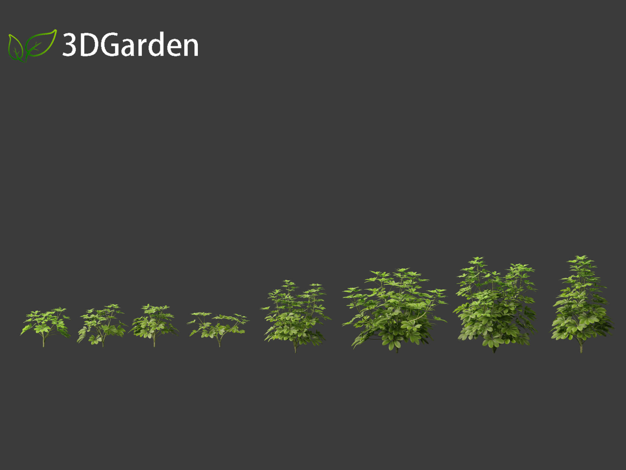 Schefflera Octophylla - Umbrella Plant 01 3D Model by 3dgardenplants