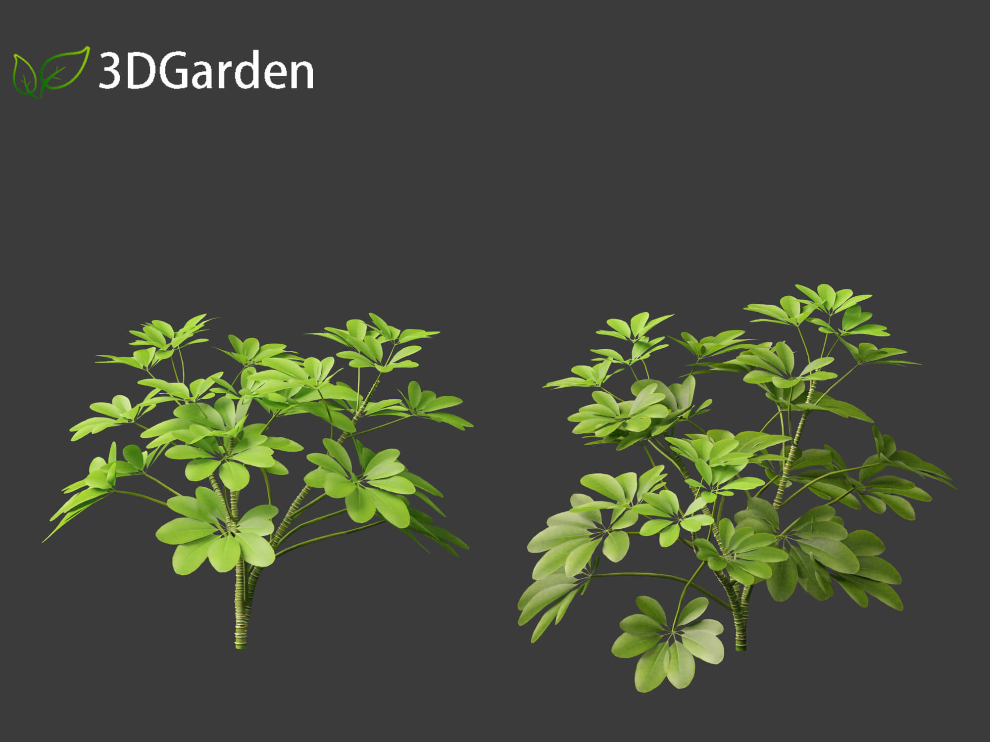 Schefflera Octophylla - Umbrella Plant 01 3D Model by 3dgardenplants