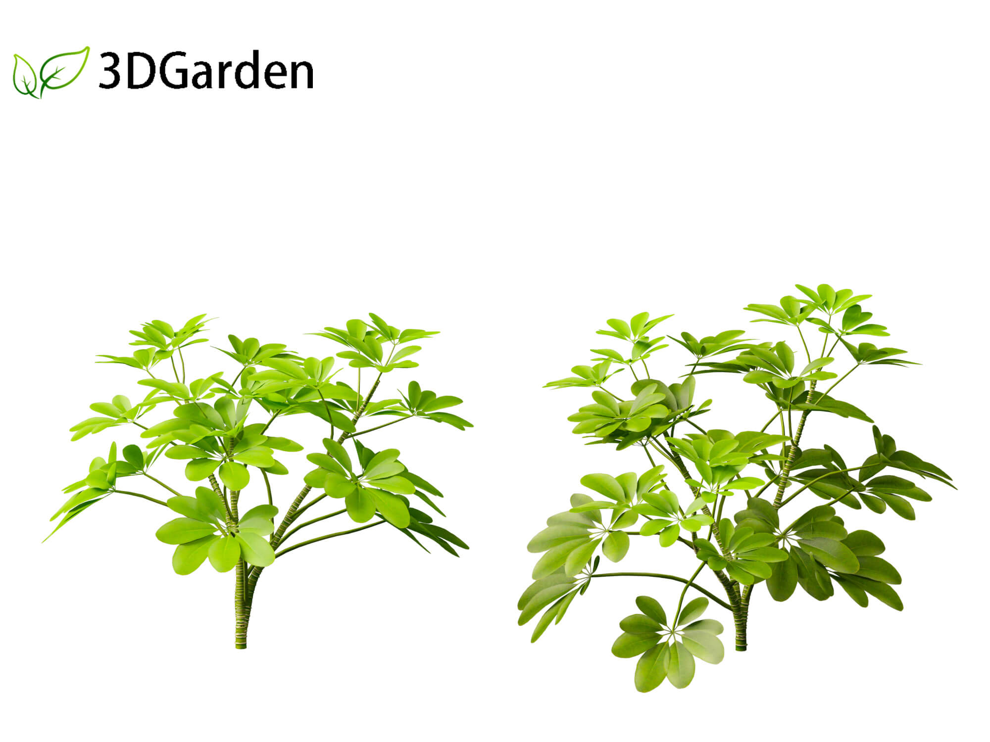 Schefflera Octophylla - Umbrella Plant 01 3D Model by 3dgardenplants