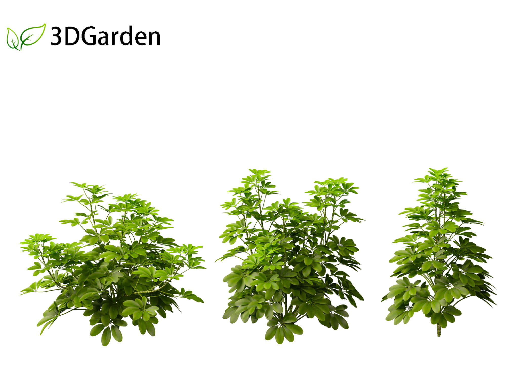 Schefflera Octophylla - Umbrella Plant 01 3D Model by 3dgardenplants