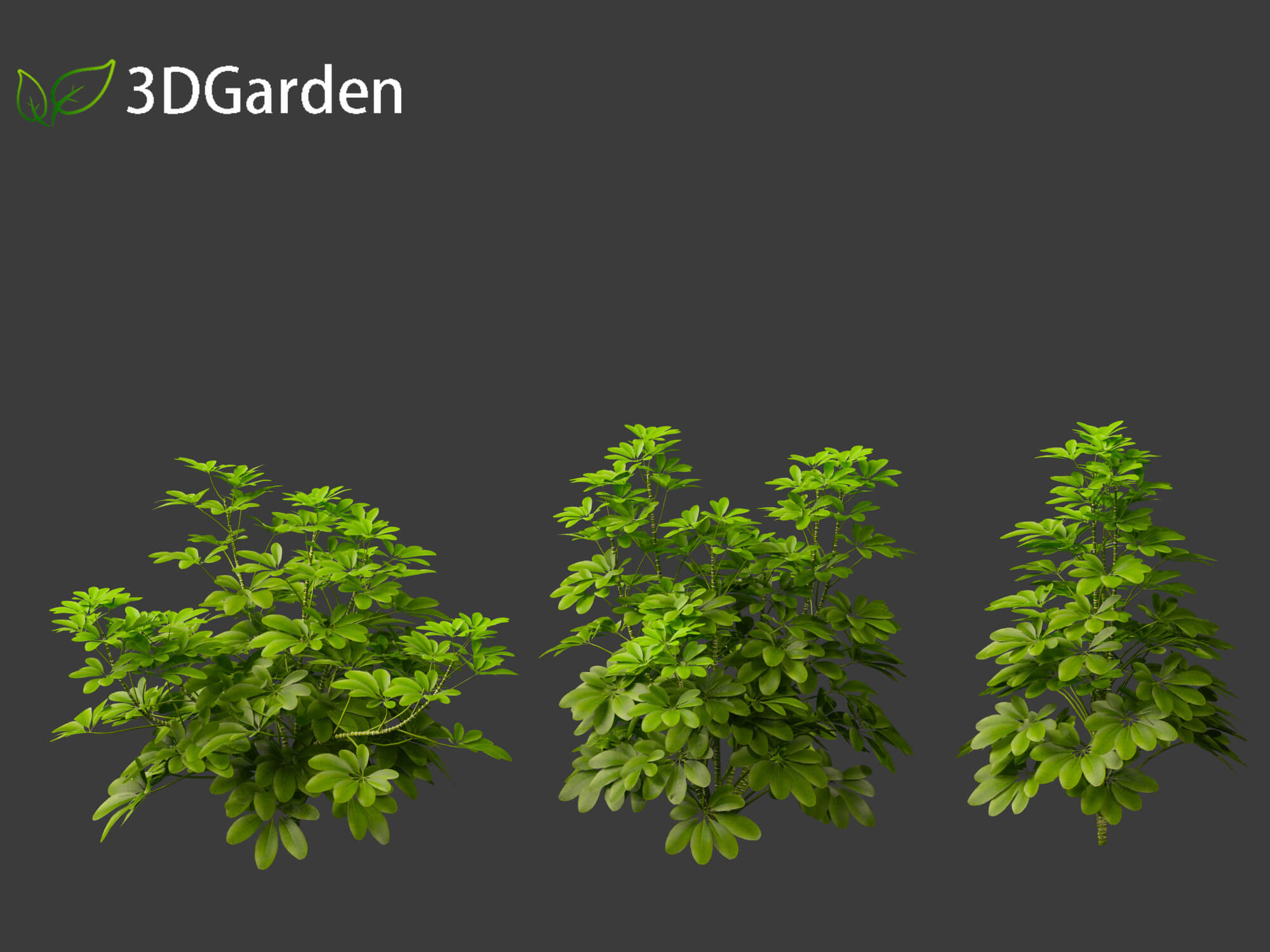 Schefflera Octophylla - Umbrella Plant 01 3D Model by 3dgardenplants