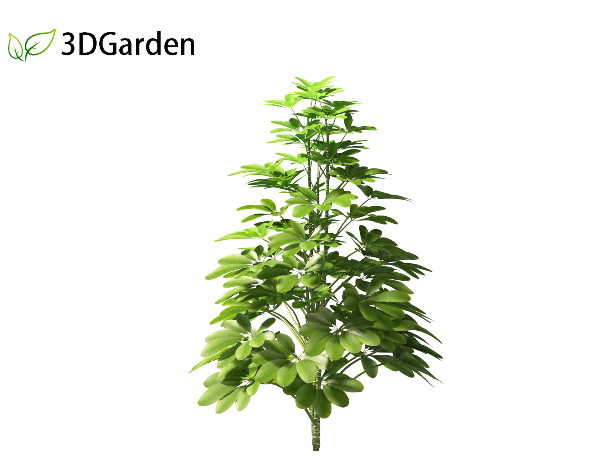 Schefflera Octophylla - Umbrella Plant 01 3D Model by 3dgardenplants