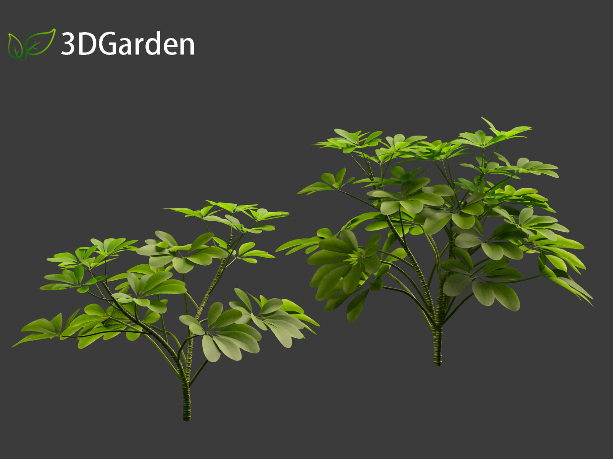 Schefflera Octophylla - Umbrella Plant 01 3D Model by 3dgardenplants