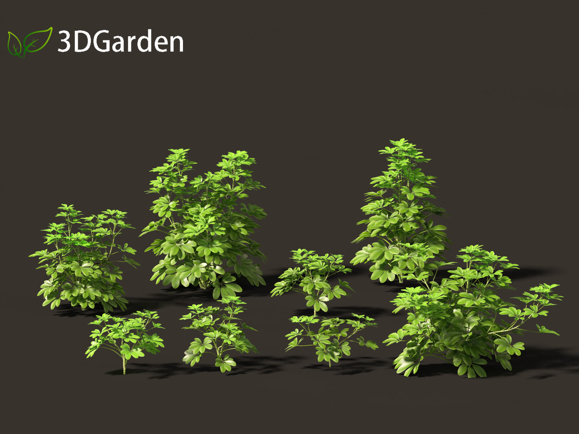 Schefflera Octophylla - Umbrella Plant 01 3D Model by 3dgardenplants
