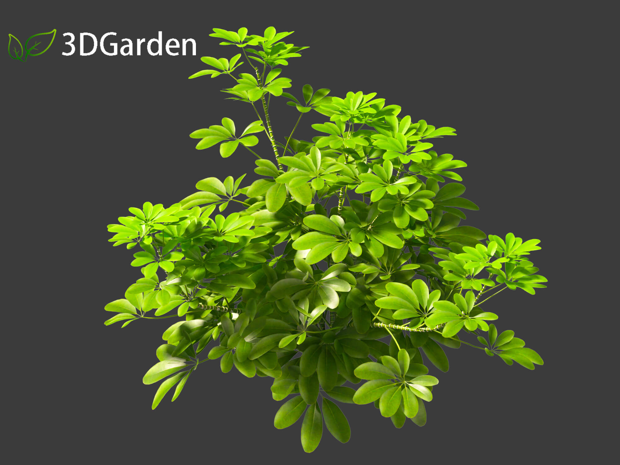 Schefflera Octophylla - Umbrella Plant 01 3D Model by 3dgardenplants