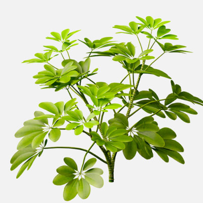 Schefflera Octophylla - Umbrella Plant 01 3D Model by 3dgardenplants