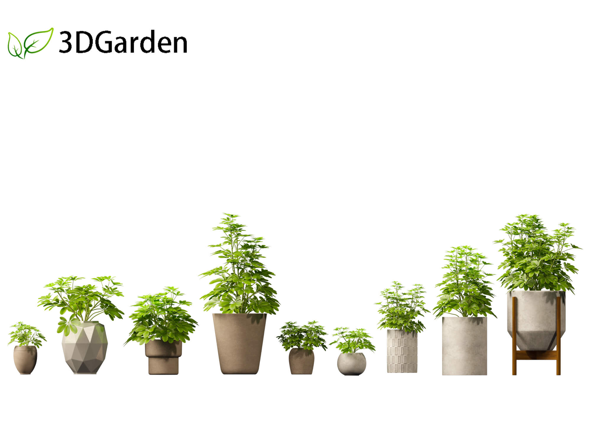 Schefflera Octophylla - Umbrella Plant 02 3D Model by 3dgardenplants