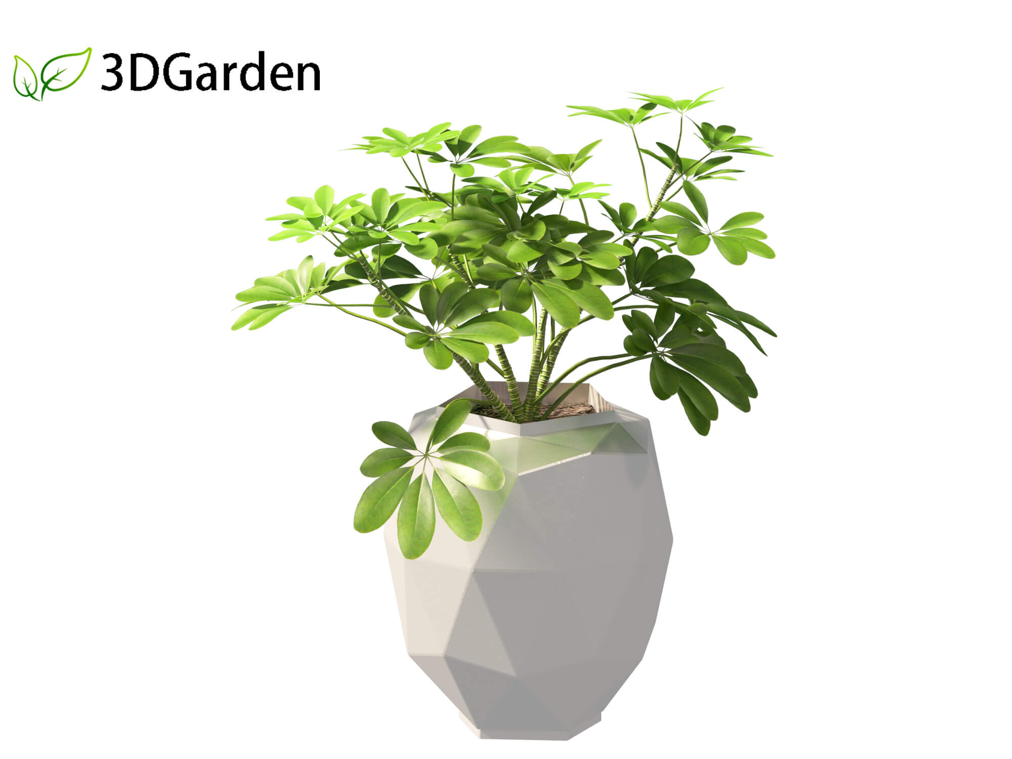 Schefflera Octophylla - Umbrella Plant 02 3D Model by 3dgardenplants