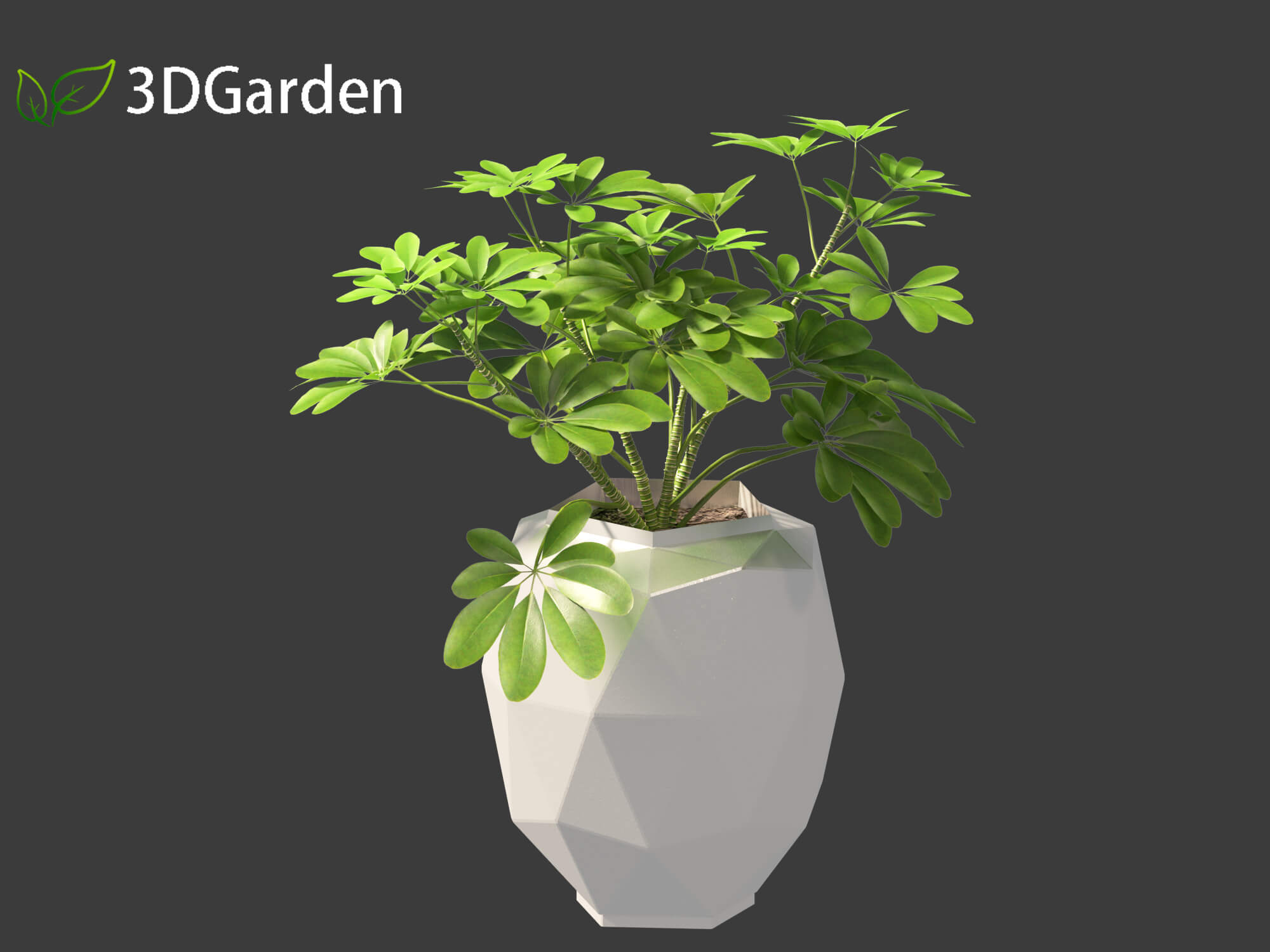 Schefflera Octophylla - Umbrella Plant 02 3D Model by 3dgardenplants