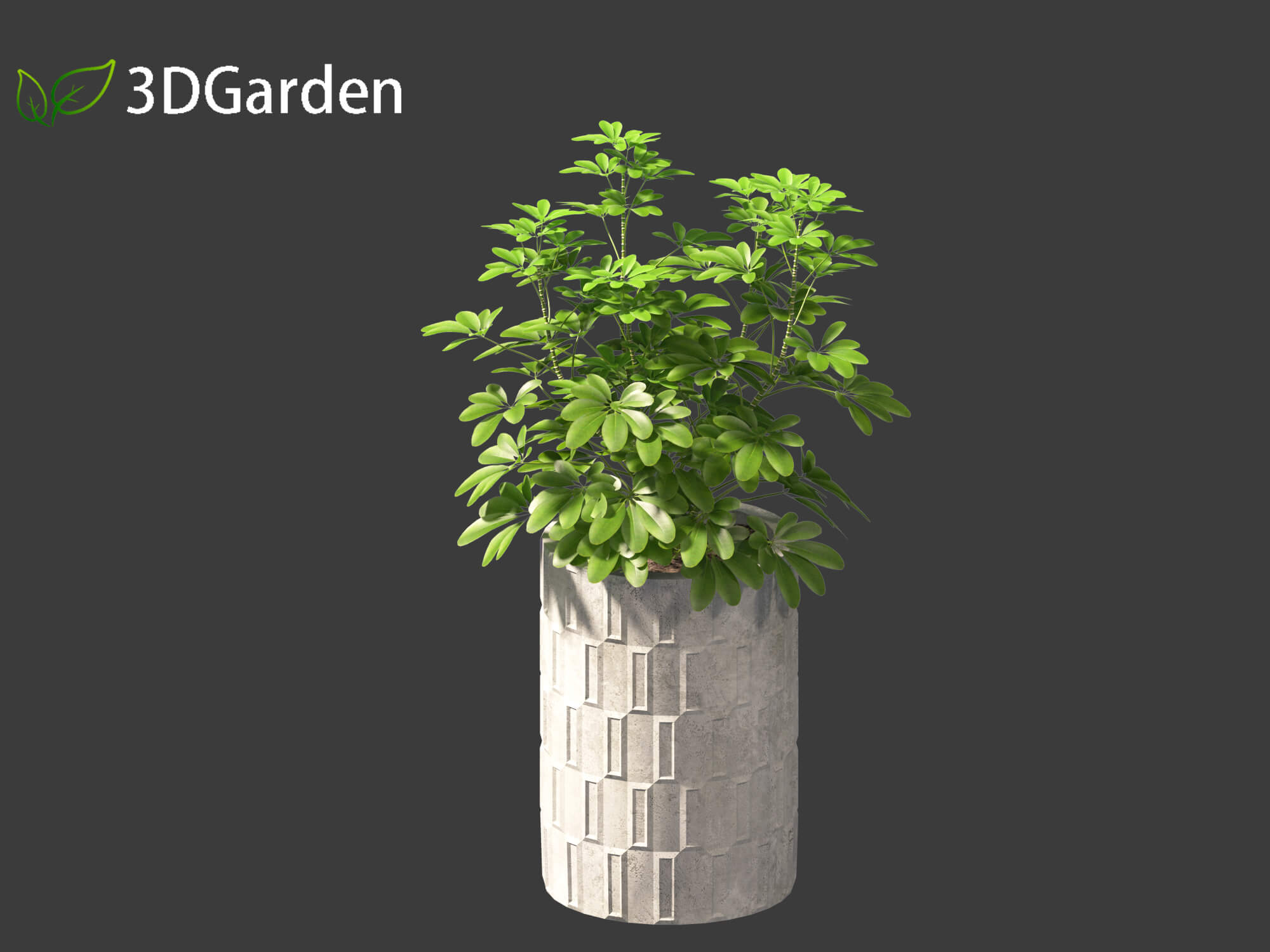Schefflera Octophylla - Umbrella Plant 02 3D Model by 3dgardenplants