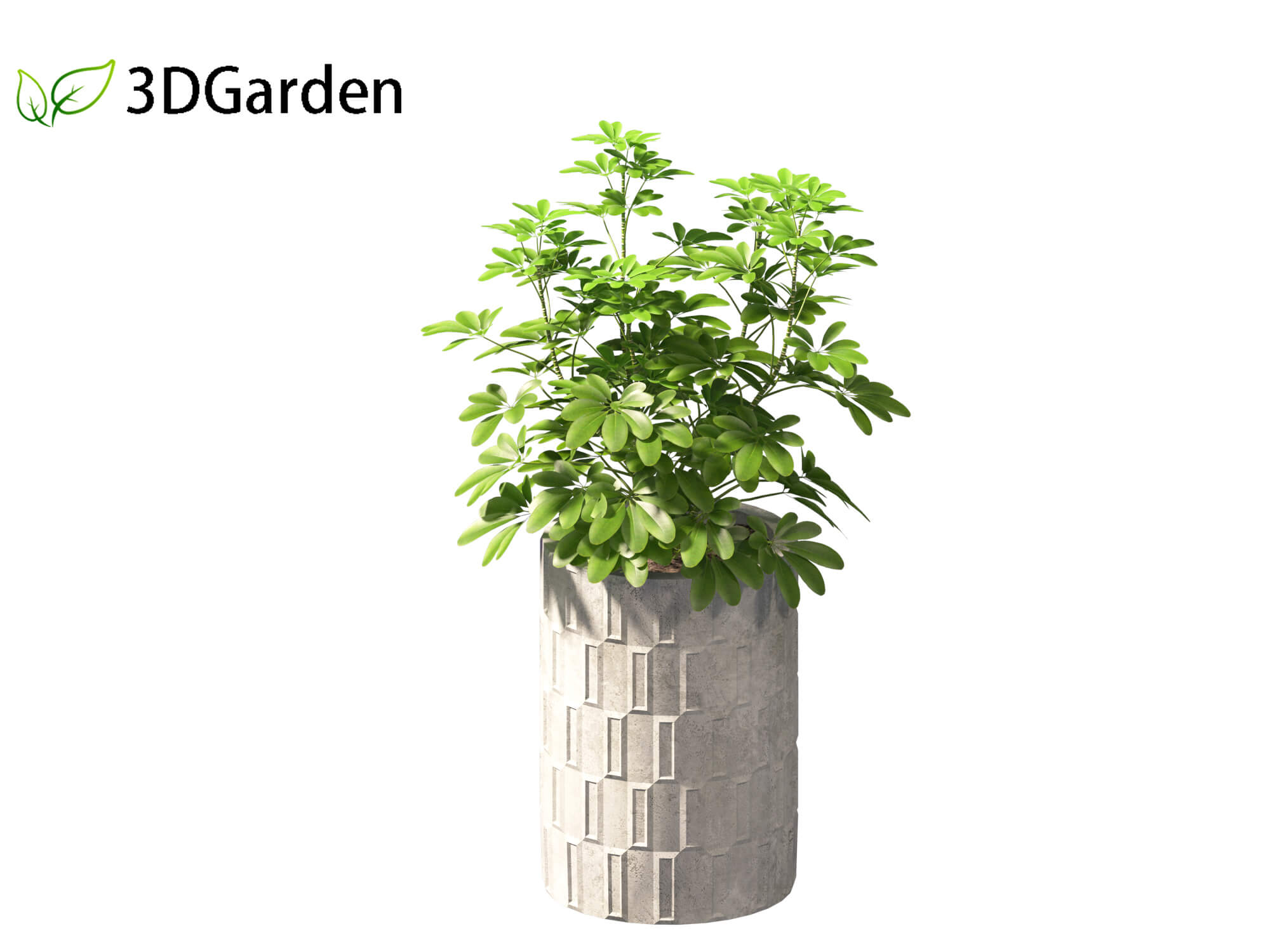 Schefflera Octophylla - Umbrella Plant 02 3D Model by 3dgardenplants