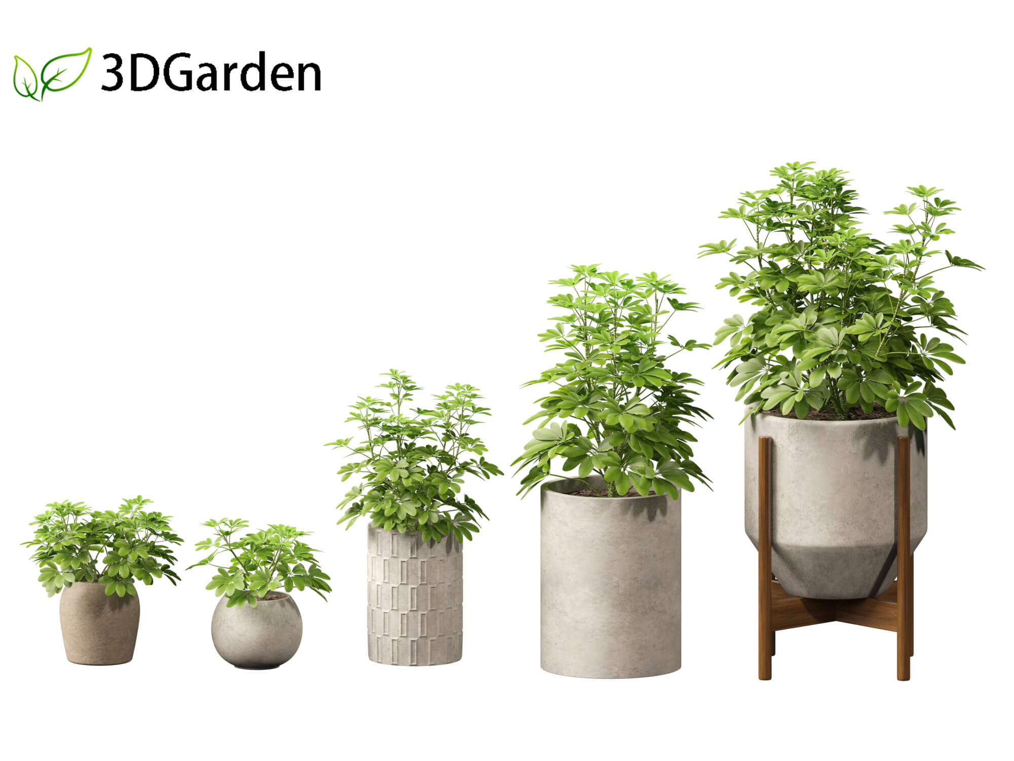 Schefflera Octophylla - Umbrella Plant 02 3D Model by 3dgardenplants