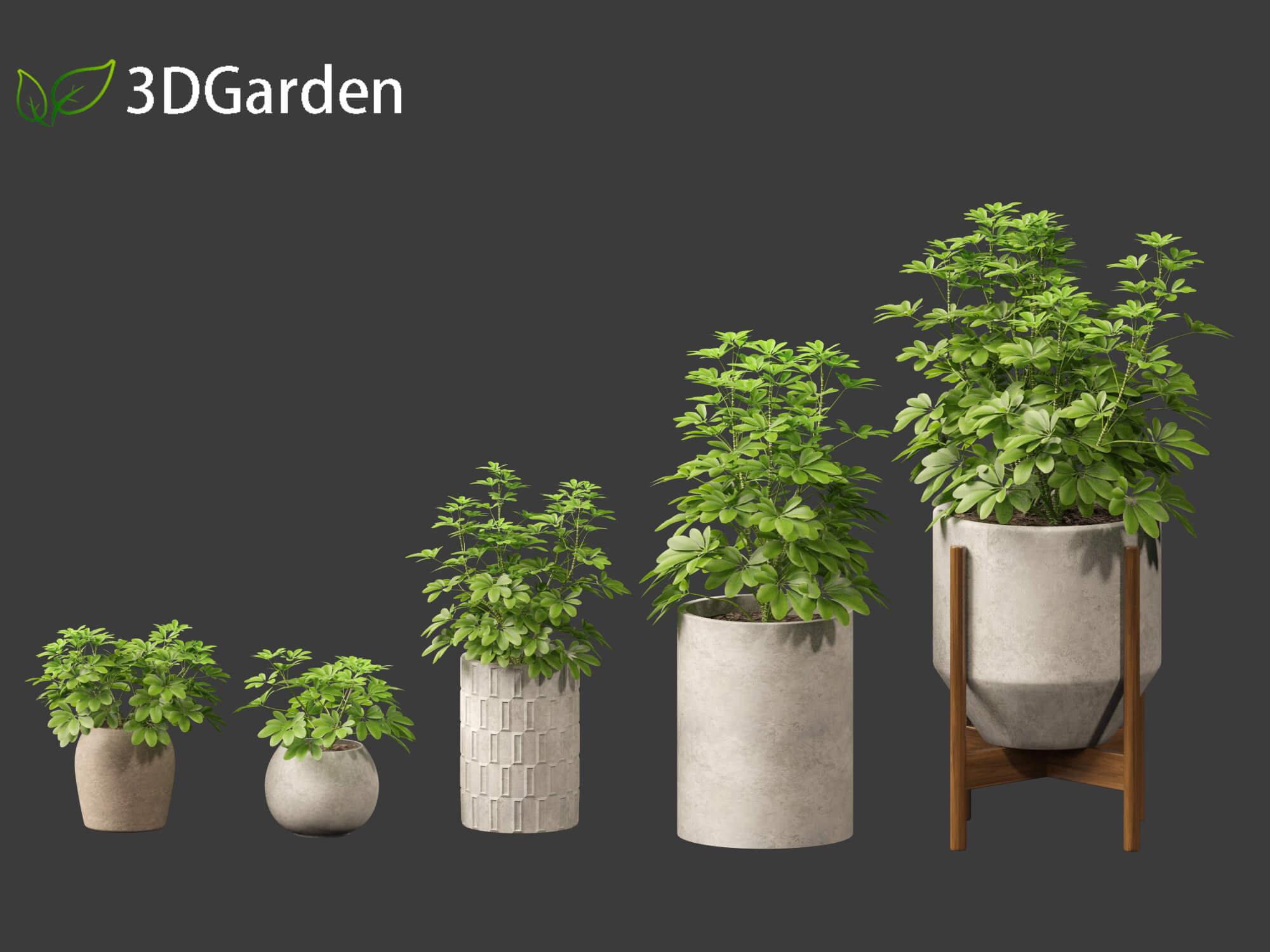 Schefflera Octophylla - Umbrella Plant 02 3D Model by 3dgardenplants