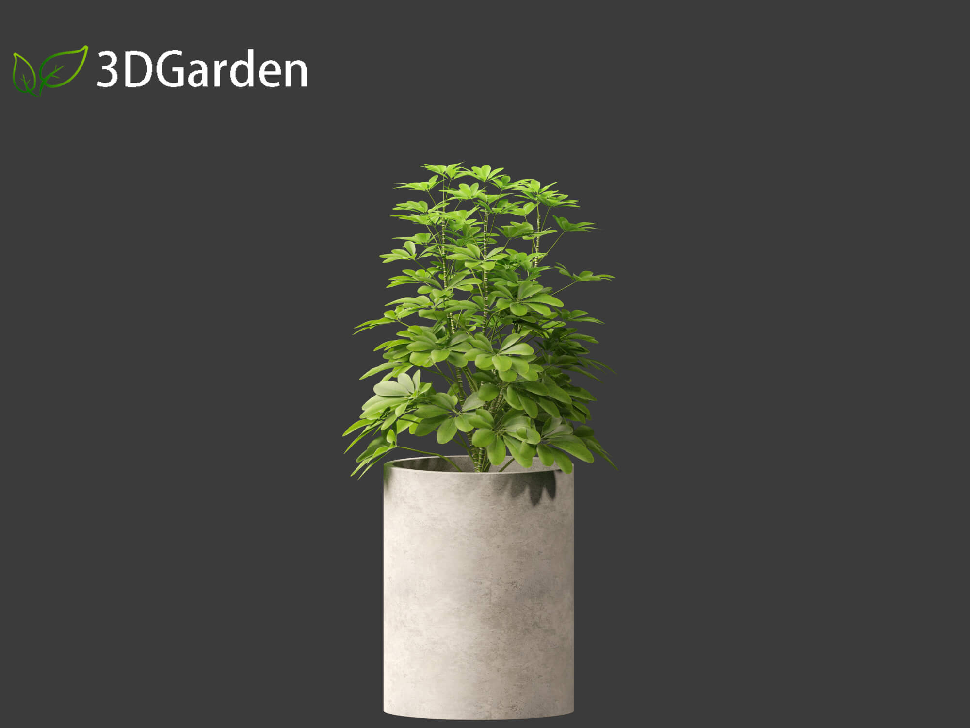 Schefflera Octophylla - Umbrella Plant 02 3D Model by 3dgardenplants
