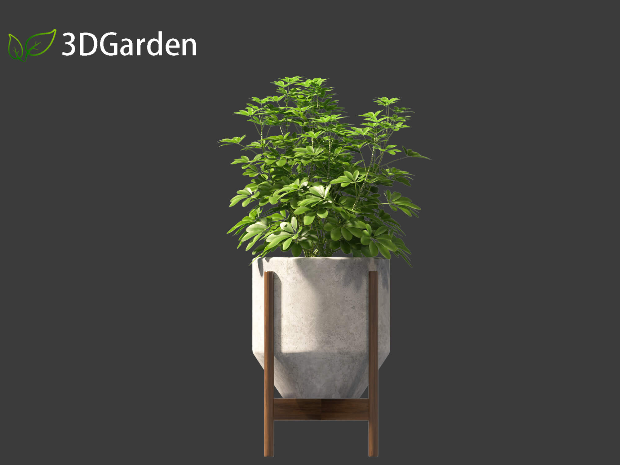 Schefflera Octophylla - Umbrella Plant 02 3D Model by 3dgardenplants
