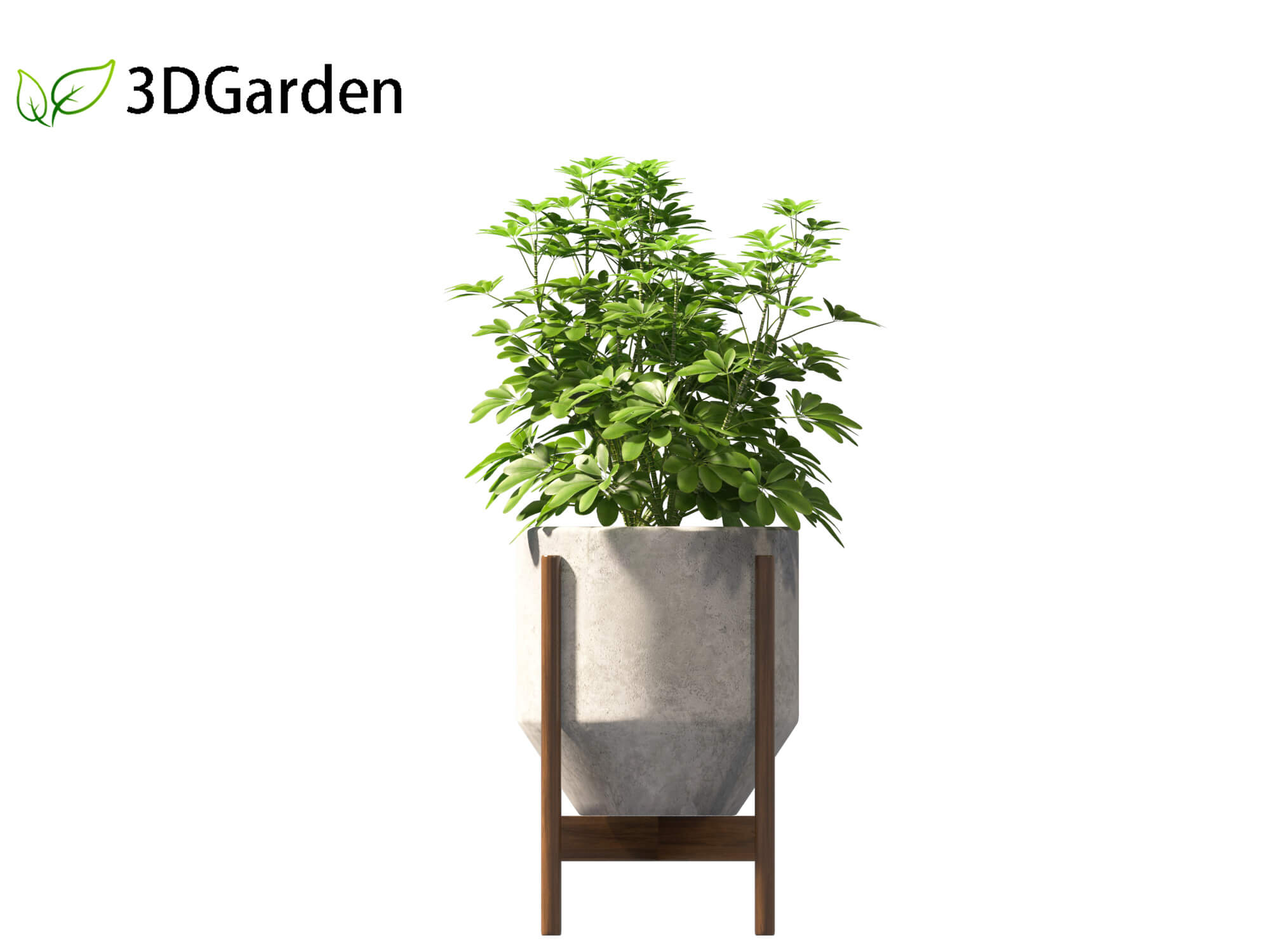 Schefflera Octophylla - Umbrella Plant 02 3D Model by 3dgardenplants
