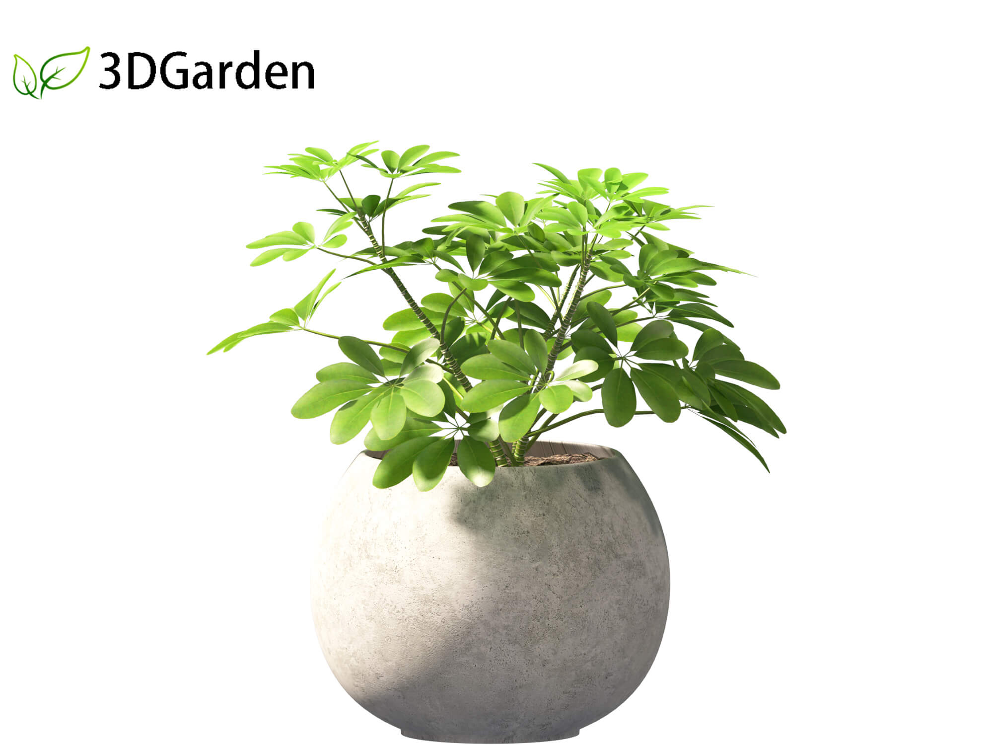 Schefflera Octophylla - Umbrella Plant 02 3D Model by 3dgardenplants