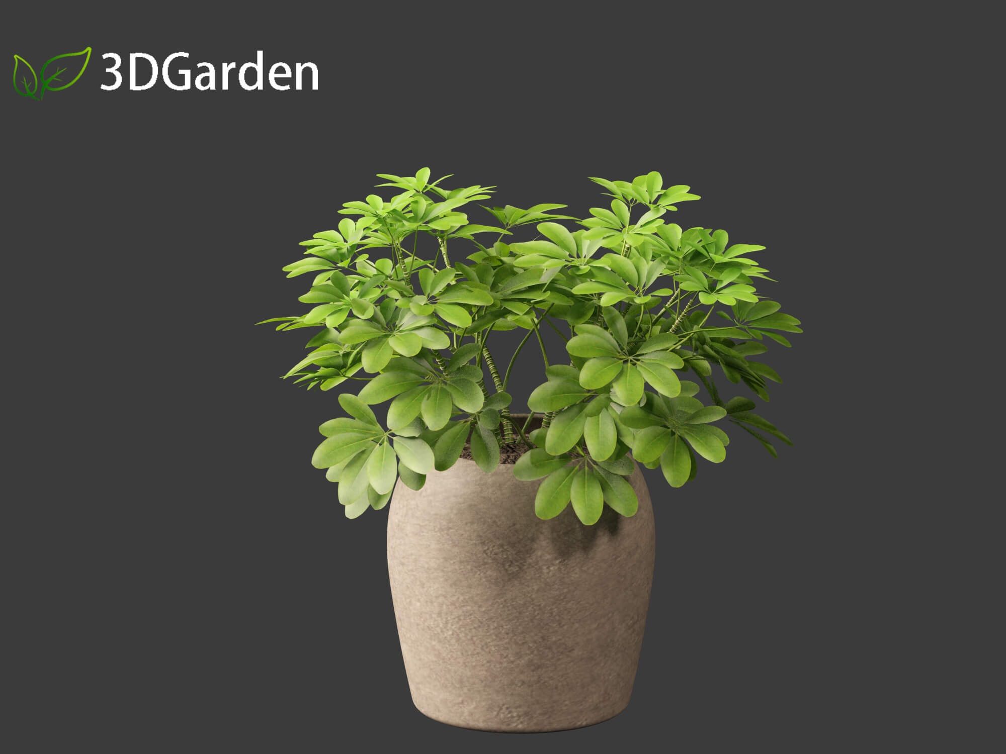 Schefflera Octophylla - Umbrella Plant 02 3D Model by 3dgardenplants